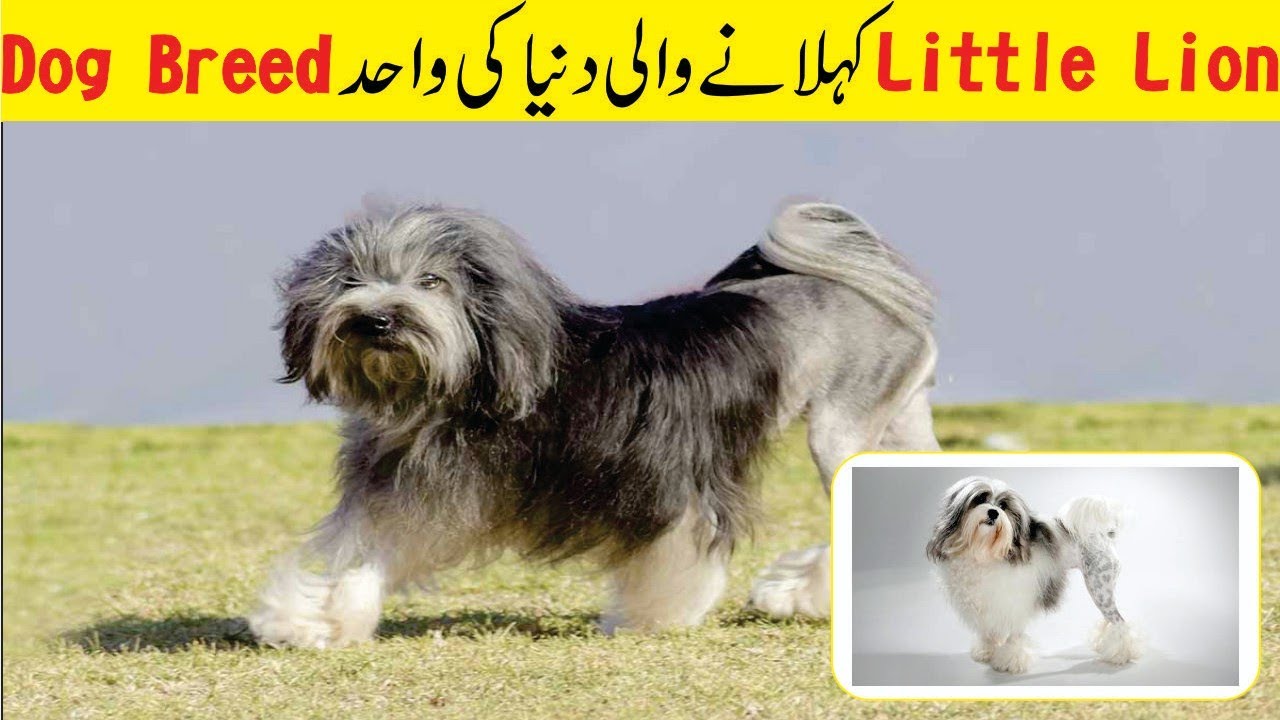 Dog Called As Little Lion | Lowchen