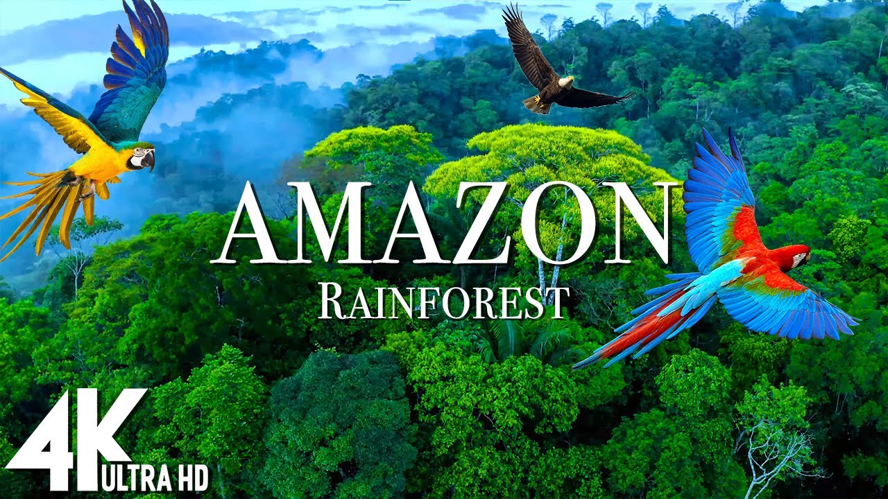 🌿 Amazon Rainforest 4K UHD | The World’s Largest Tropical Jungle + Calming Music Relaxation Film