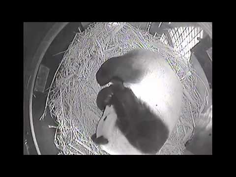 Sixth Panda Born at the San Diego Zoo