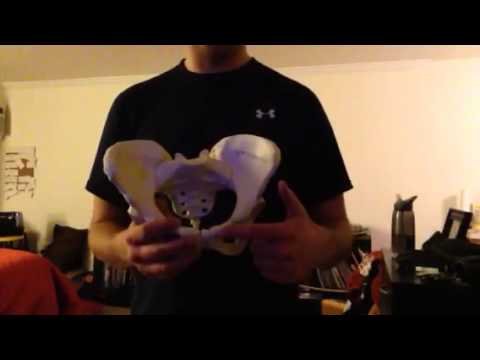 Course Notes: PRI Pelvis Restoration – ZacCupples.com