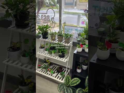 I stumbled across the cutest plant store ever | Jo & Co.