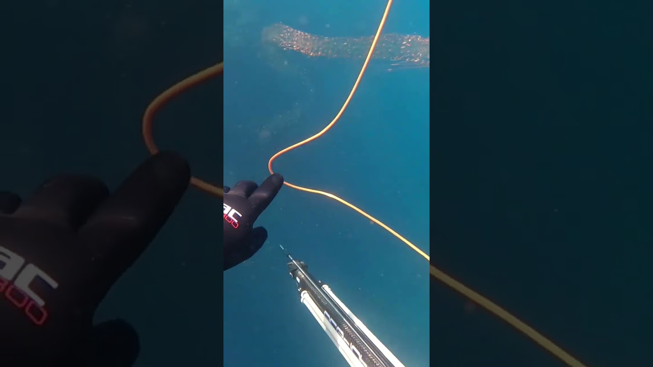 Siphonophore Colony - Forskalia Edwardsi
