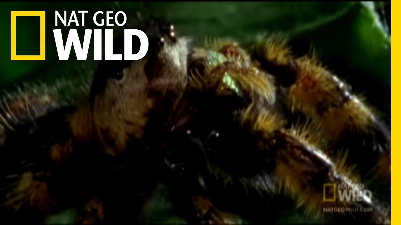 The Deadly Jumping Spider | Nat Geo Wild