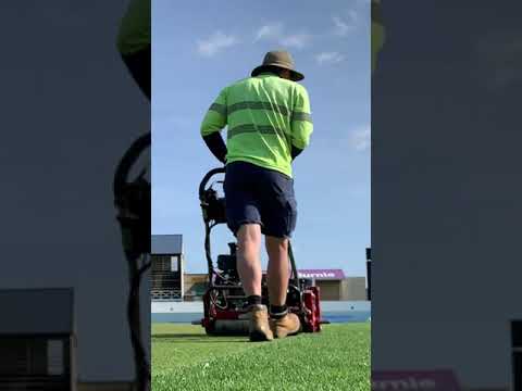 Cricket Pitch Curator Insight!