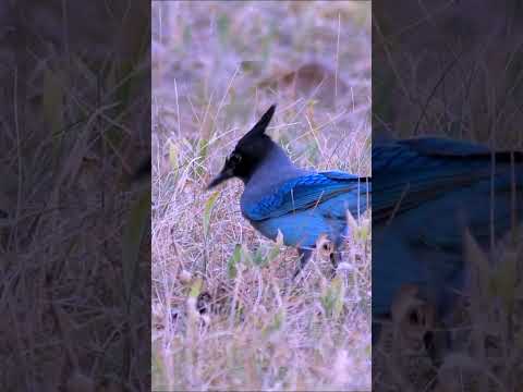 Stellar Jay Bird #shorts #short