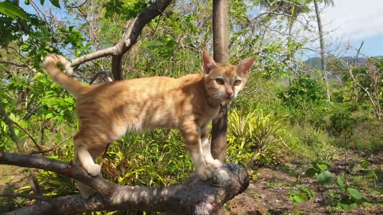 Umakyat sa Puno Smart Cat