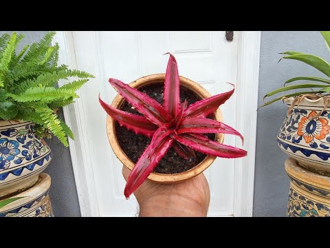 All About the Earth Star Plant or Cryptanthus | Terrestrial Bromeliad