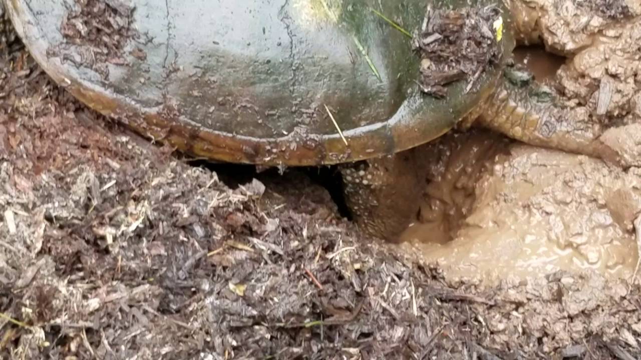 Snapping Turtle laying eggs in Mulch Bed