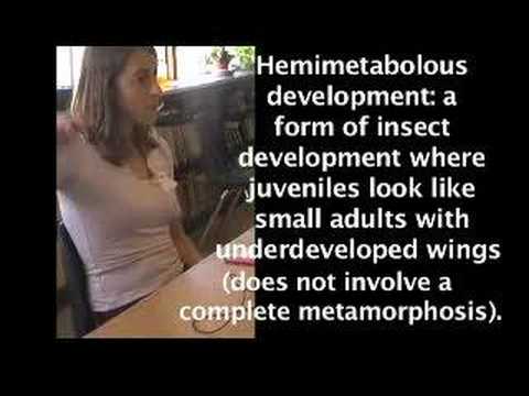 Kim at Santa Cruz School: Insect Questions