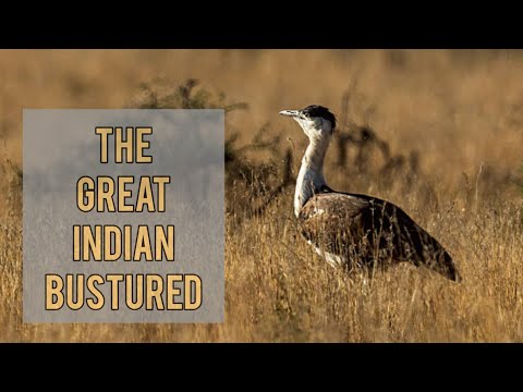 THE GREAT INDIAN BUSTARD| RAJASTHAN IUCN | CITES | GUJARAT #gujarat, #iucnredlist, #rajasthan #iucn