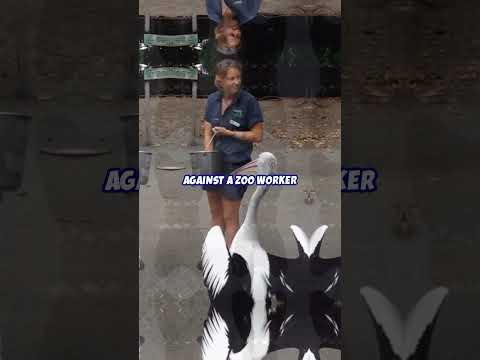 Crows hold grudges 😡🪶 #animals #zoo #funfacts #foryoupage #animalshorts #shortsfeed #science