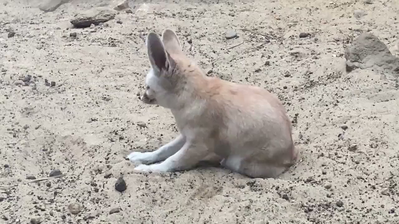 Fennec fox kneading