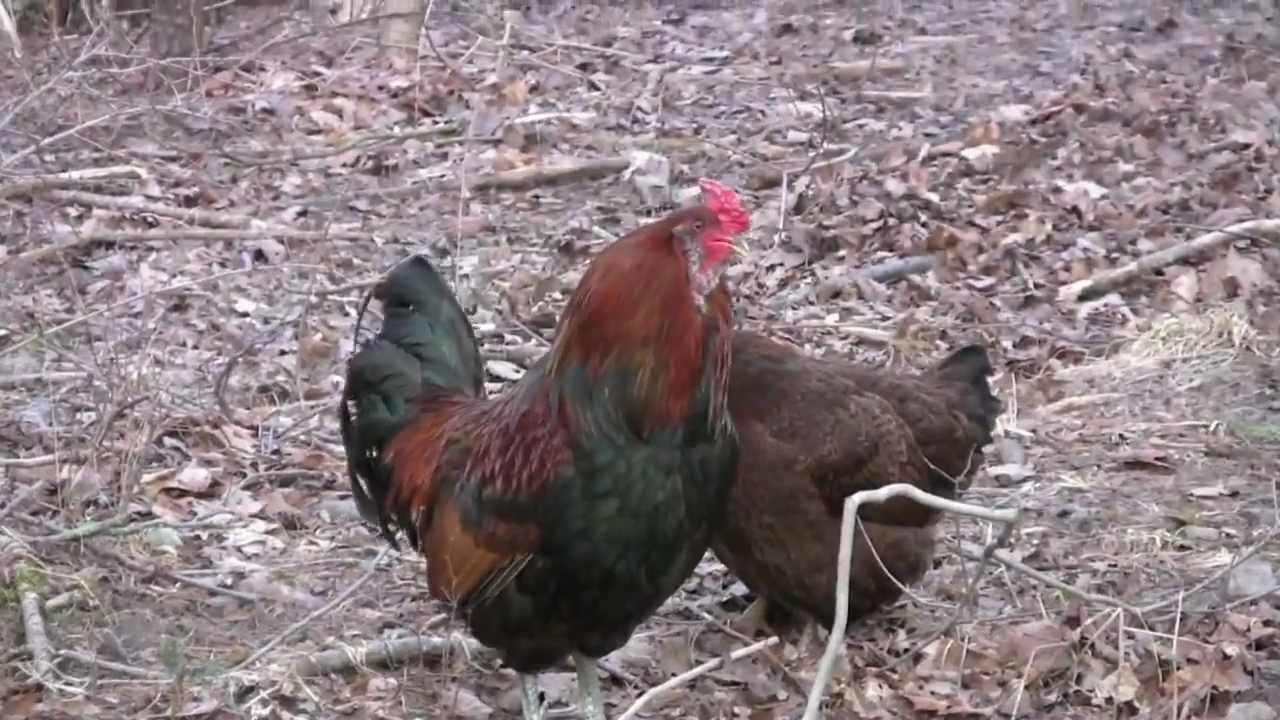 rooster rules the roost