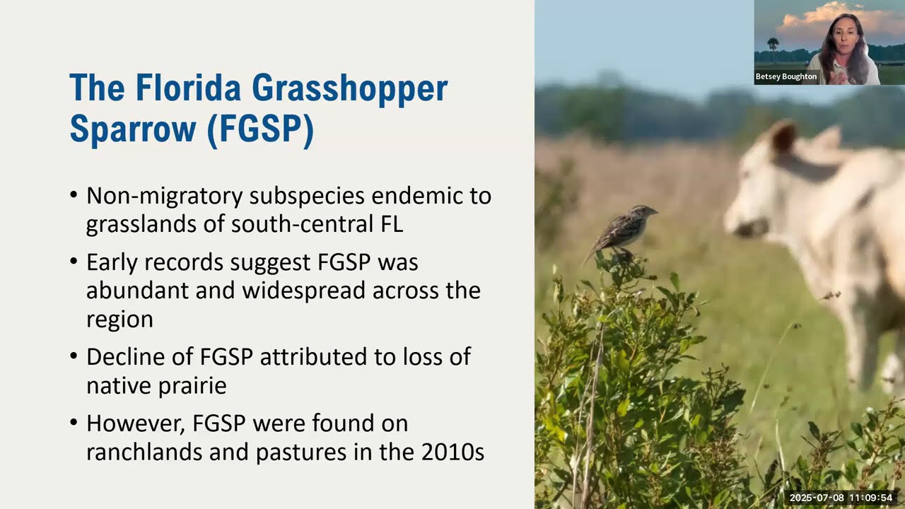 The relationship of Florida Grasshopper sparrow habitat to cattle forage at DeLuca Preserve