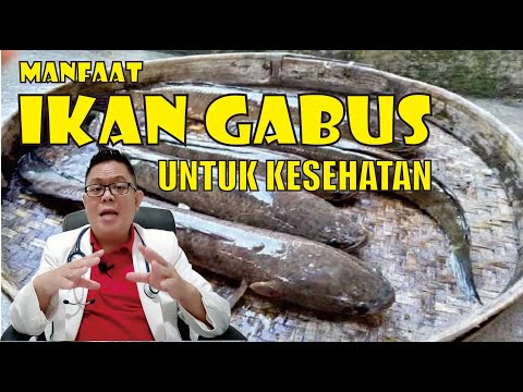 MANFAAT IKAN GABUS UNTUK KESEHATAN