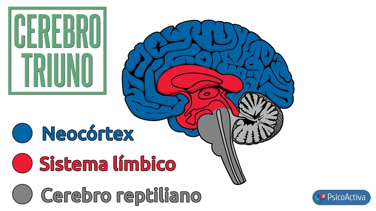 ¿Qué es la teoría del cerebro humano? – Ask Library ES ¿Qué es la teoría del cerebro humano? – Ask Library ES
