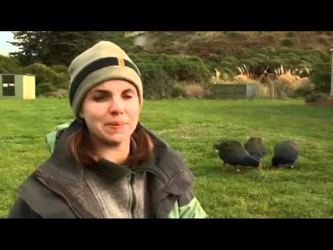 Takahe