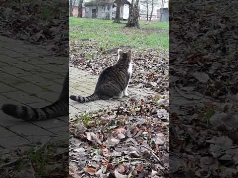 LuCa in his Yard (6)*: Jazz in Paris #itsluca #cute #cat #watchcat #alleliebenluca #chat #Paris