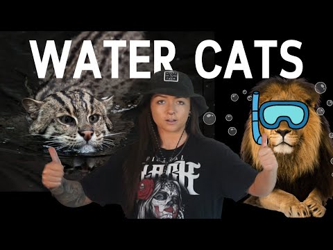 A Cool Video about Semi-Aquatic Cats