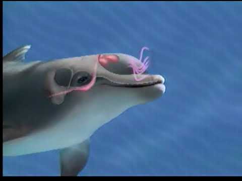 What Is Echolocation? - In the Company of Whales (1993, CD-ROM)