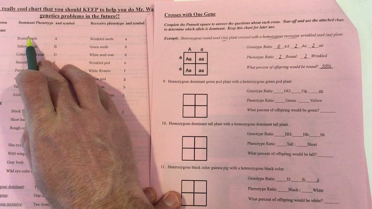 Genetics Practice Problems Instructions