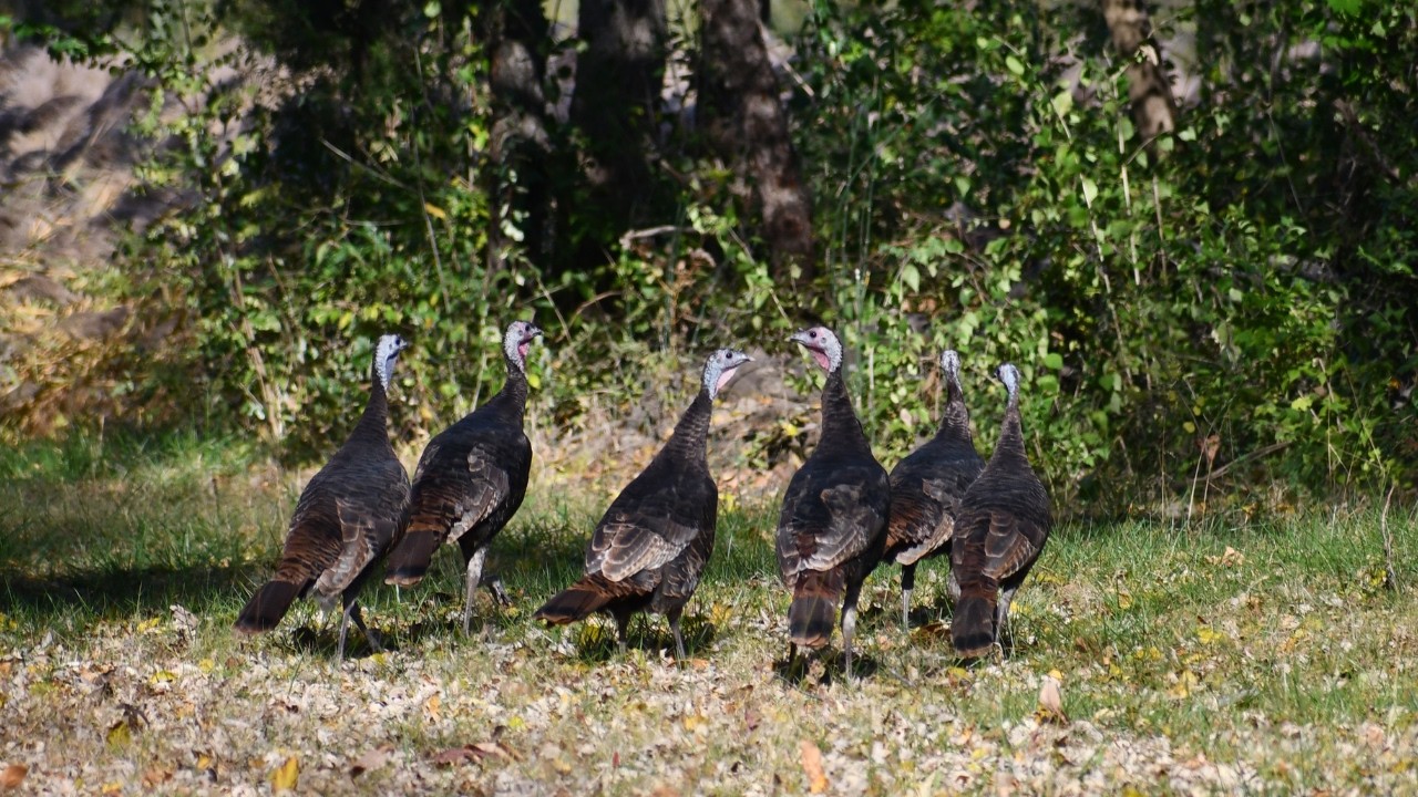 Buzz Bit: Wild Turkeys