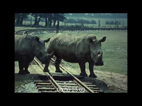 Rhinos Captured and Shipped to a Zoo, 1970s - Archive Film 1083498