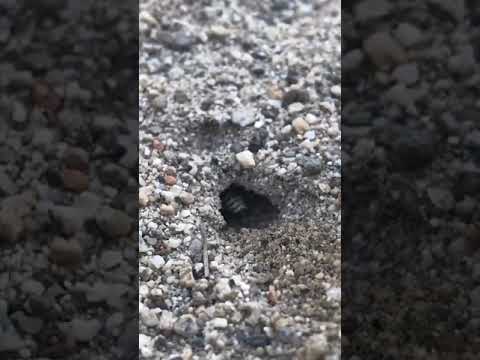 Sand Bee