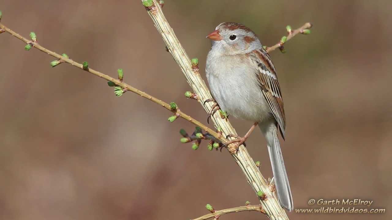 Field Sparrow in Maine