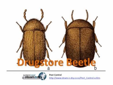 Pest Control Know how to treat Drugstore Beetle
