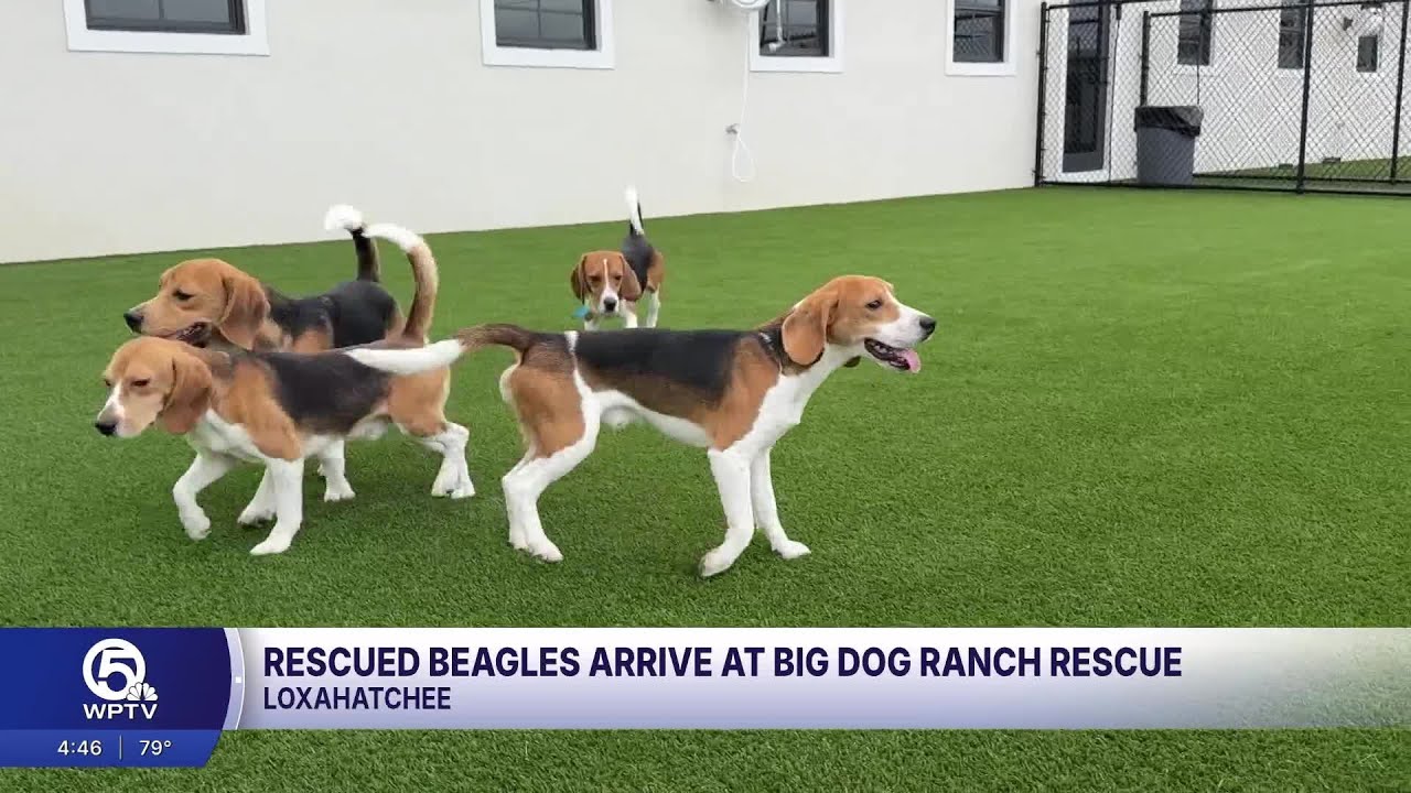 More than 200 rescued beagles arrive at Big Dog Ranch Rescue