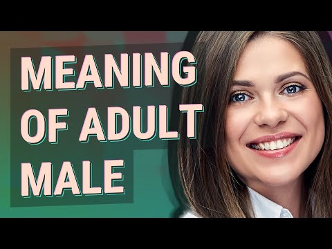 Adult male | meaning of Adult male