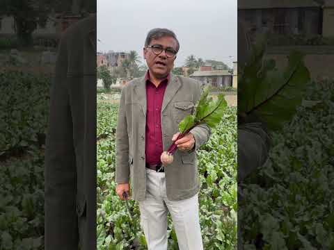 মানব দেহের জন্য অত্যান্ত উপকারী সব্জি বিটরুট।#beetroot #taproot #beets #vegetables #বিটরুট