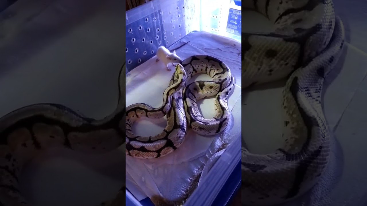 Ball Python Feeding Live Rat