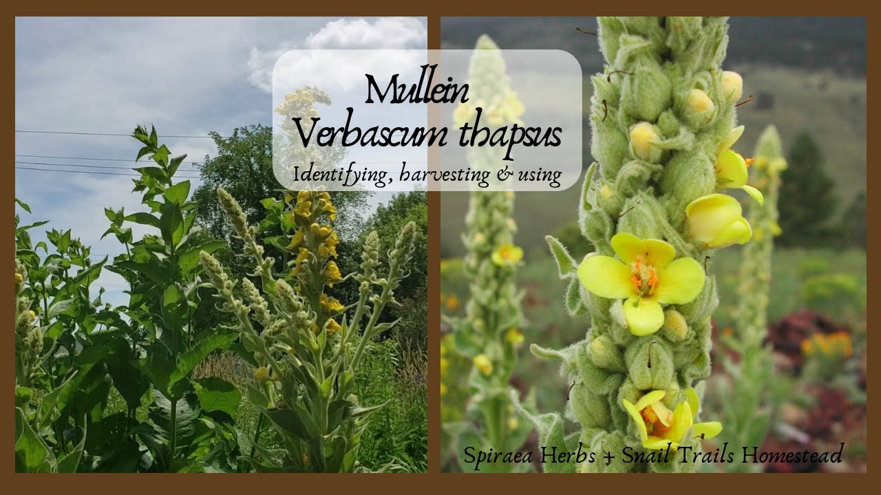Let's Learn About Mullein (Verbascum thapsus) | Identifying, harvesting and using