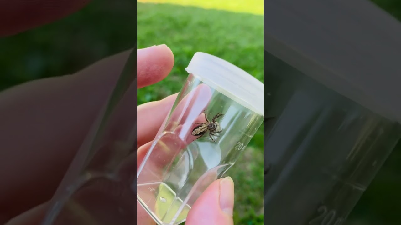 Adult female tan jumping spider Platycryptus Undatus