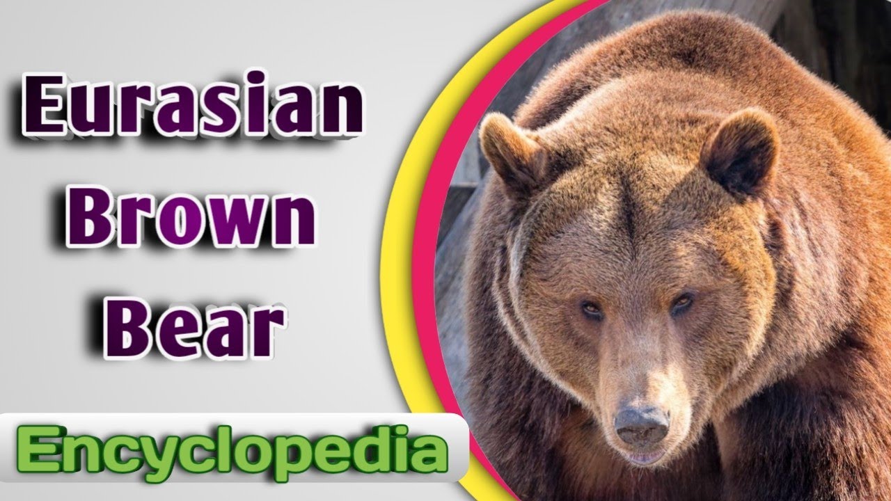Eurasian Brown Bear - Audio / Video Encyclopedia