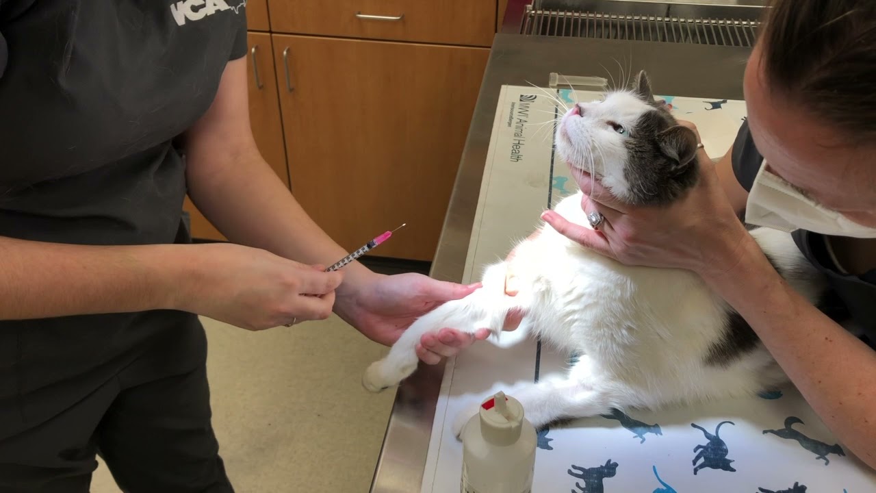 16. Cat Cephalic Venipuncture