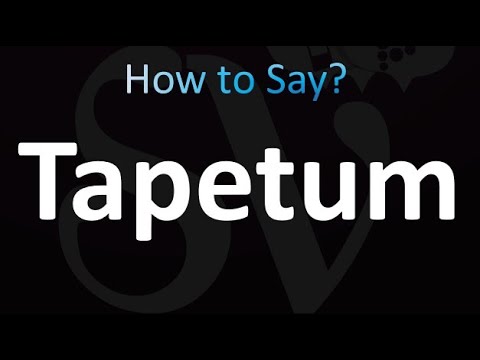 How to Pronounce Tapetum