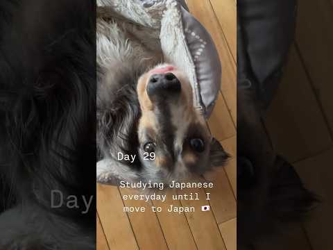 Day 29: studying Japanese everyday until I move to Japan đŻđ” #dog #japan #studywithme #vlog #jp