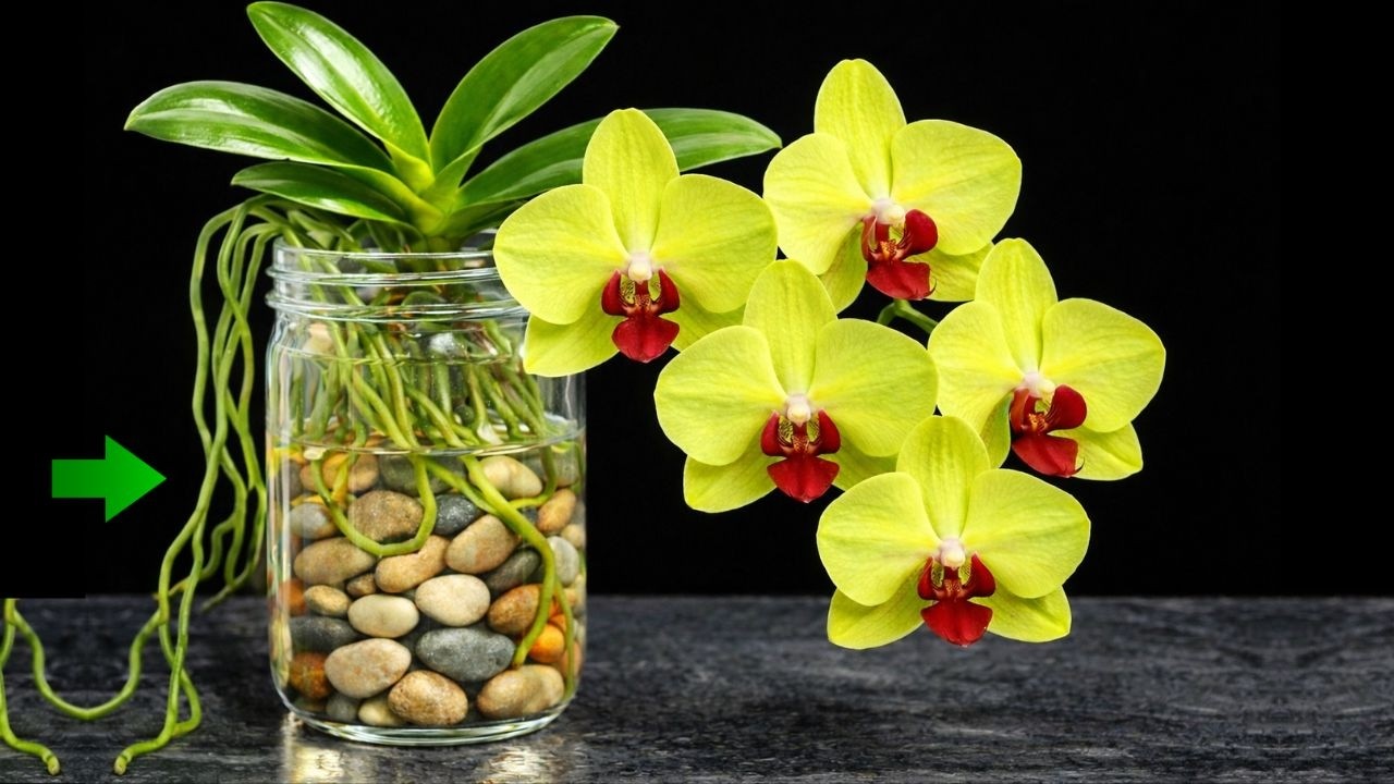 Stop Using Orchid Soil! Grow New Roots Fast & Trigger Massive Blooms