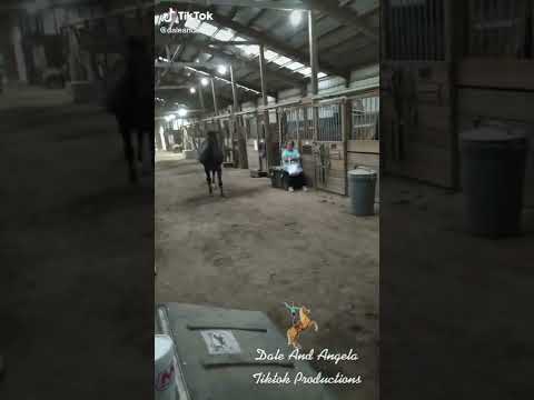 horse running out to pasture
