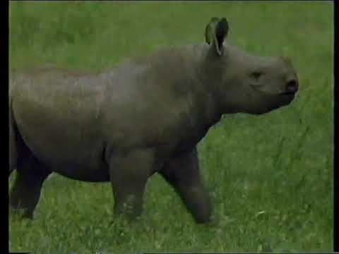 Kingdom of the Plains: Hunters of the Plain | Narrated by Andrew Sachs