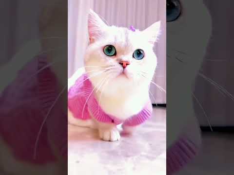 kucing lucu πππ#shorts