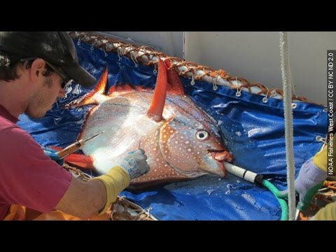 Meet The Opah, The First Known Warm-Blooded Fish