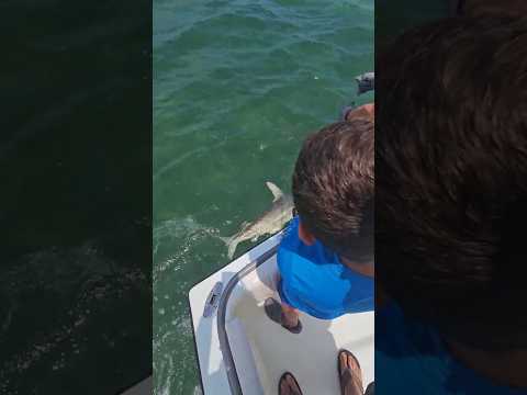 Evans spinner shark that got away #sharkfishing #marathonflorida #marathon