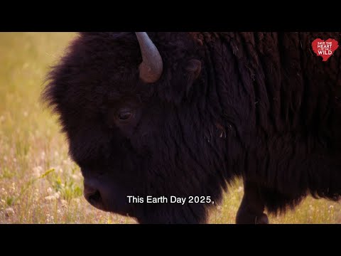 Earth Day 2025: Saving the Heart of the Wild
