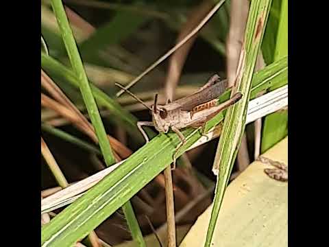 Meadow-Grasshopper-93rd. #brown #wood #grasshopper #plural #eyes #antenna #blade #leaves #birdsounds