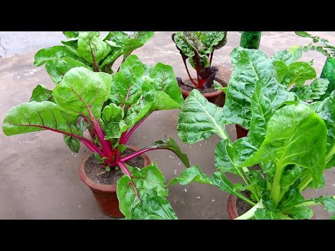 Gamalon mein swiss chard | Growing and care -Urdu/Hindi