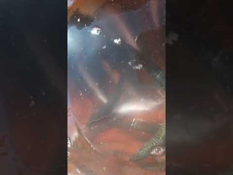 Holy Mackerel